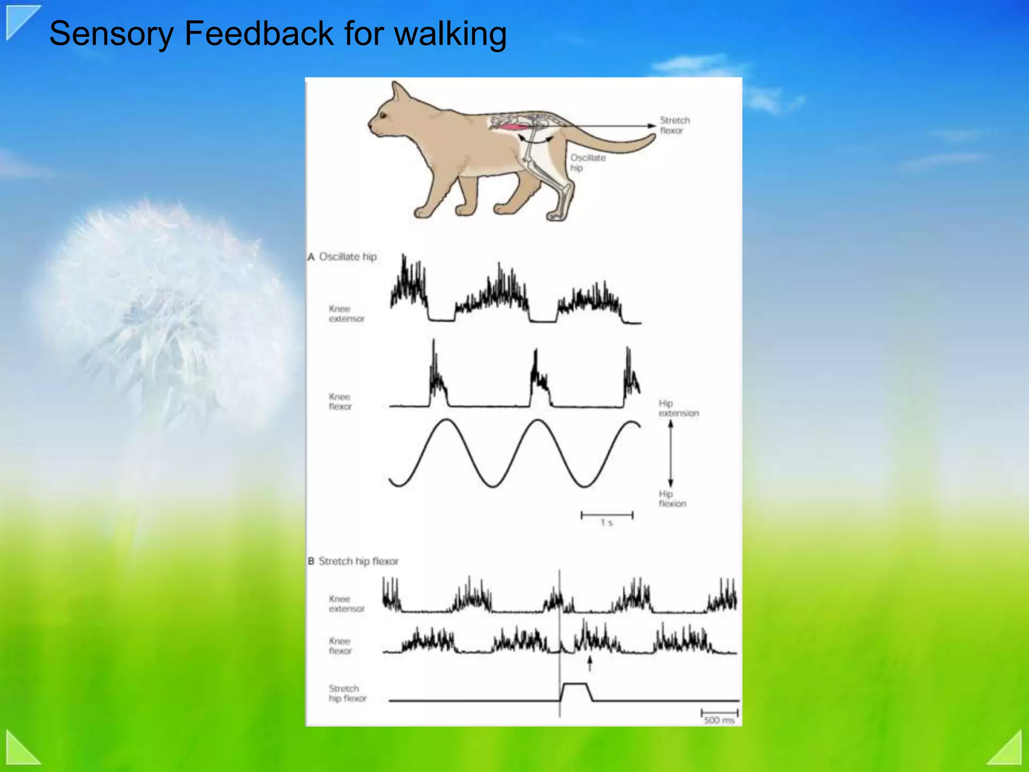 Spinal motor system reflex locomotion | PPTX