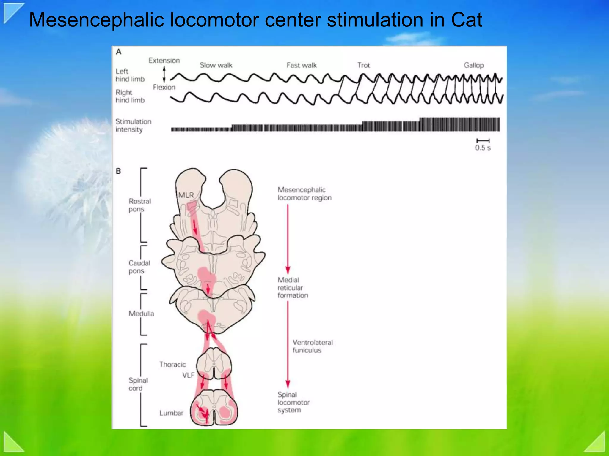 Spinal motor system reflex locomotion | PPTX