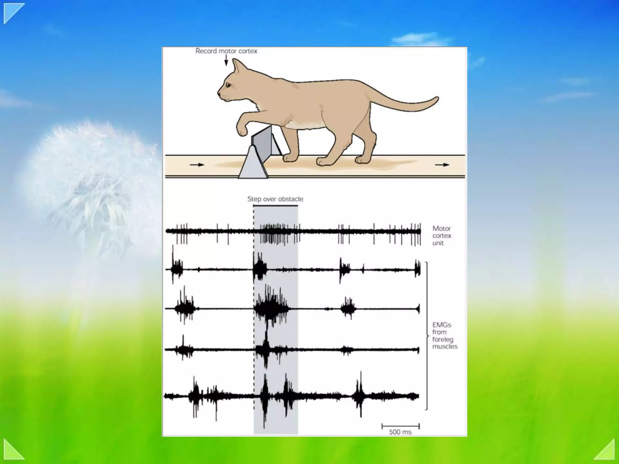 Spinal motor system reflex locomotion | PPTX