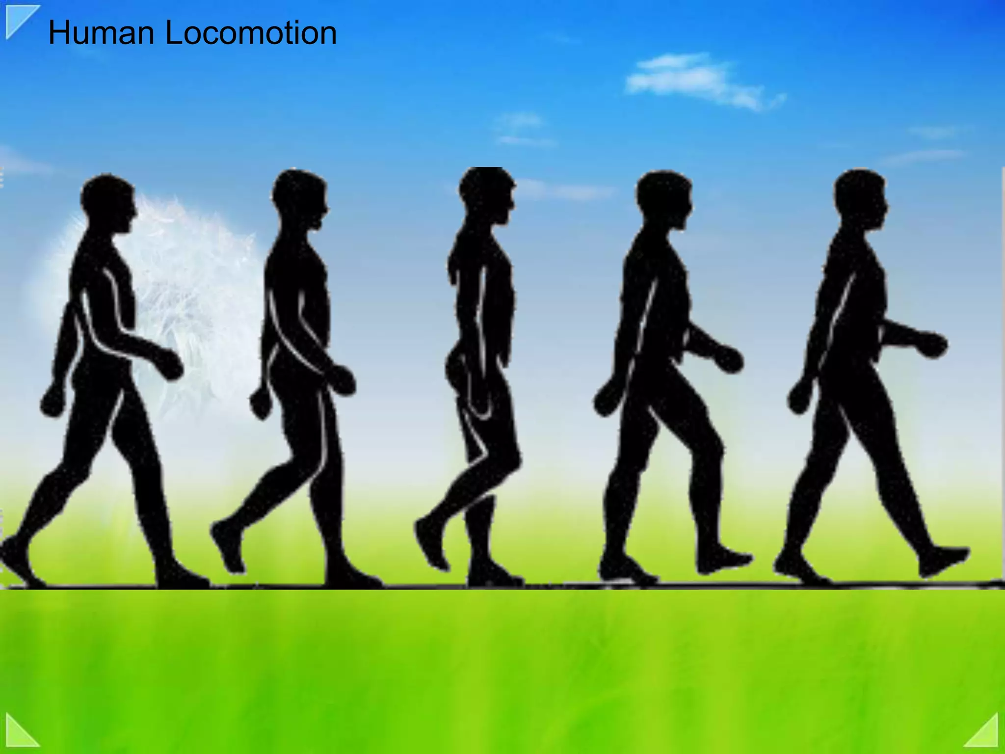 Spinal motor system reflex locomotion | PPTX