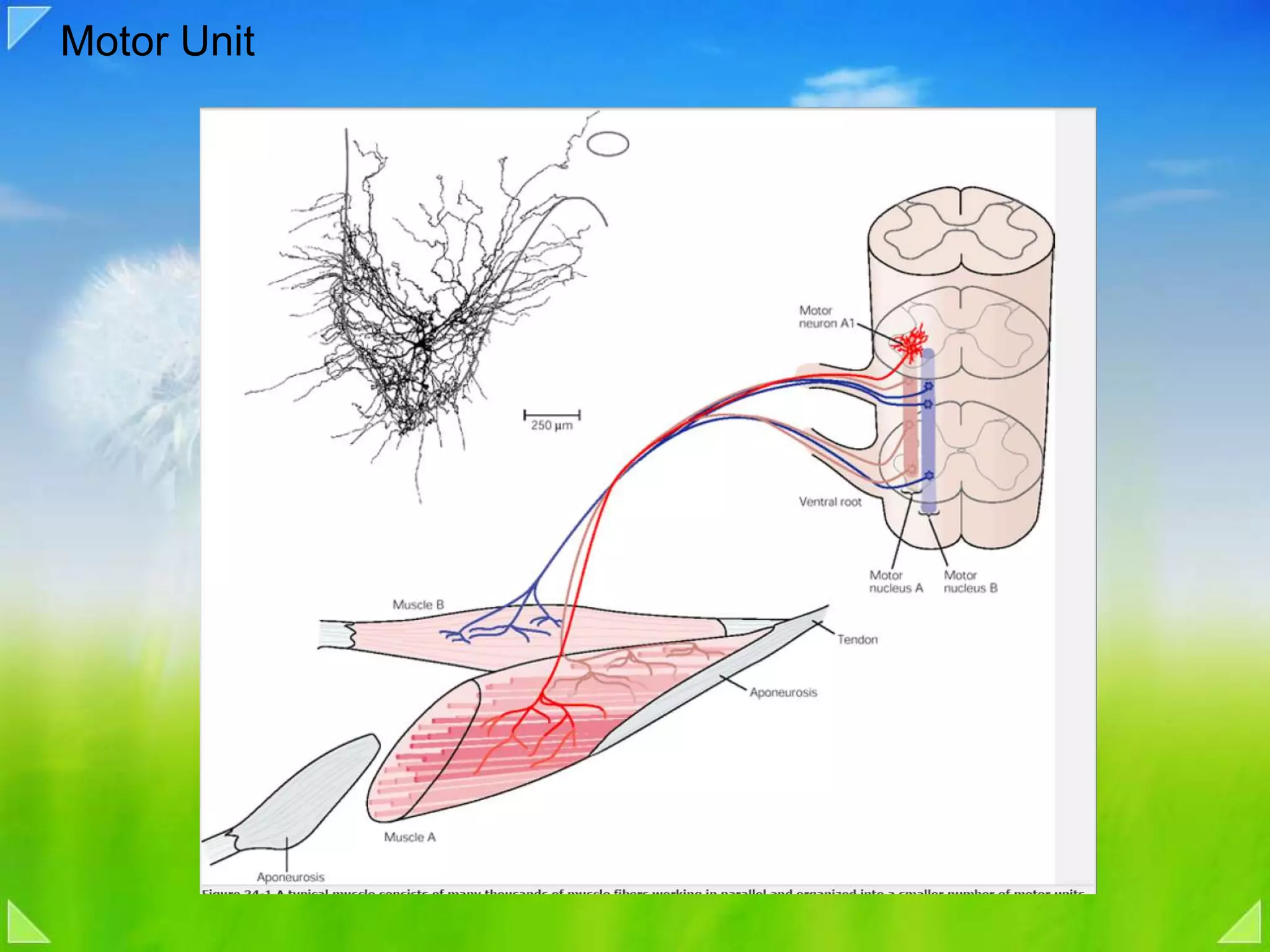 Spinal motor system reflex locomotion | PPTX