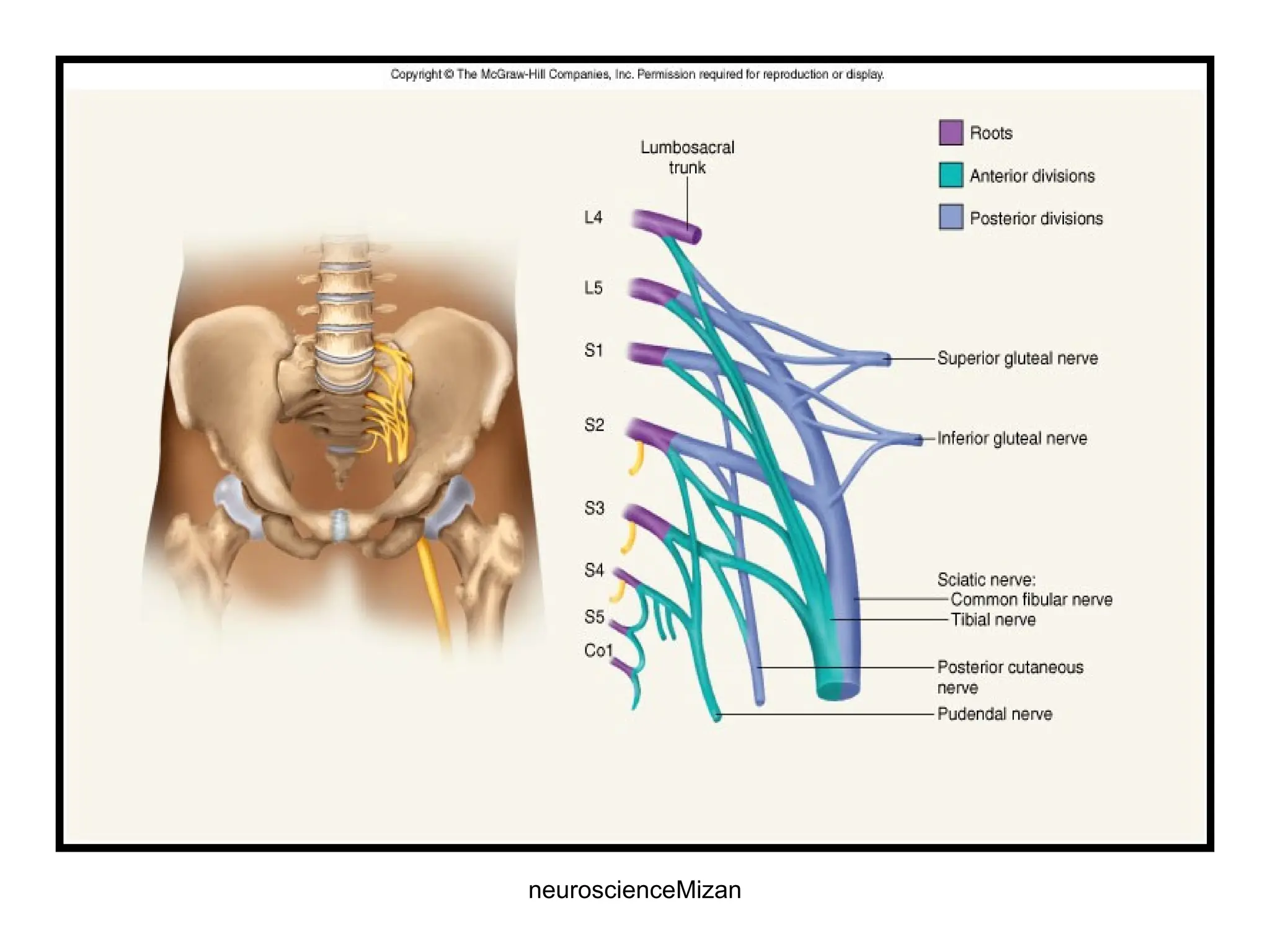 spinalnerve-12031519114spinal nerve1.pdf