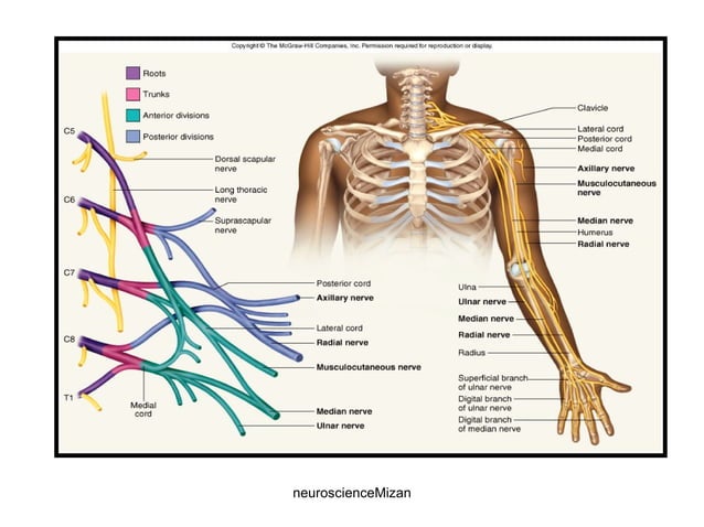 spinalnerve-12031519114spinal nerve1.pdf