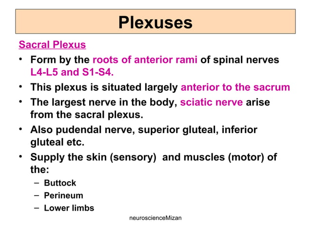 spinalnerve-12031519114spinal nerve1.pdf