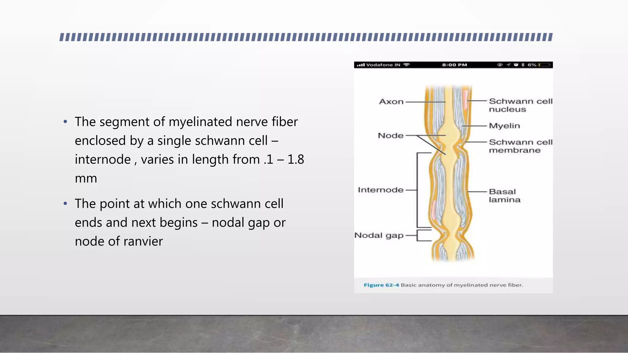 Spinal nerve | PPTX