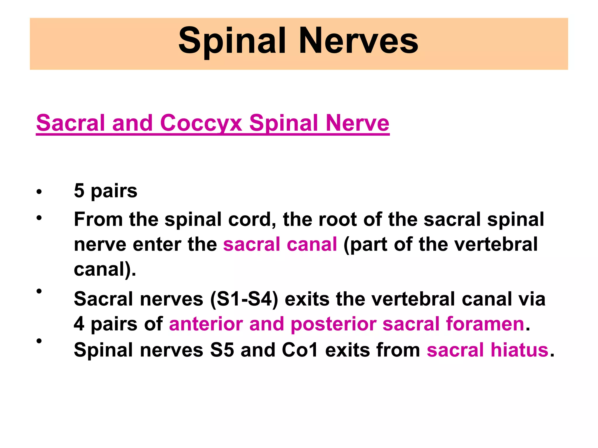 spinal nerve.pdf