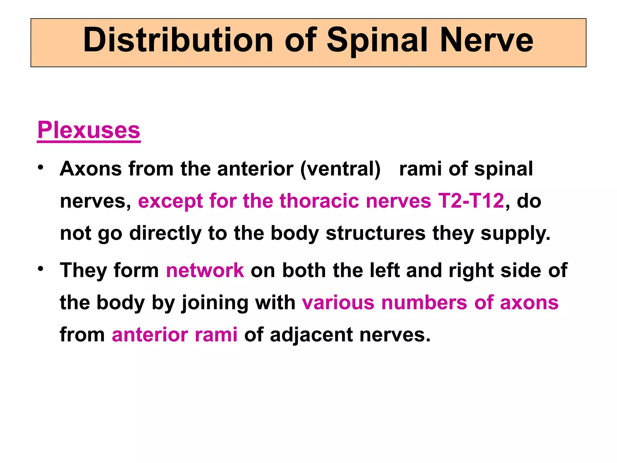 spinal nerve.pdf