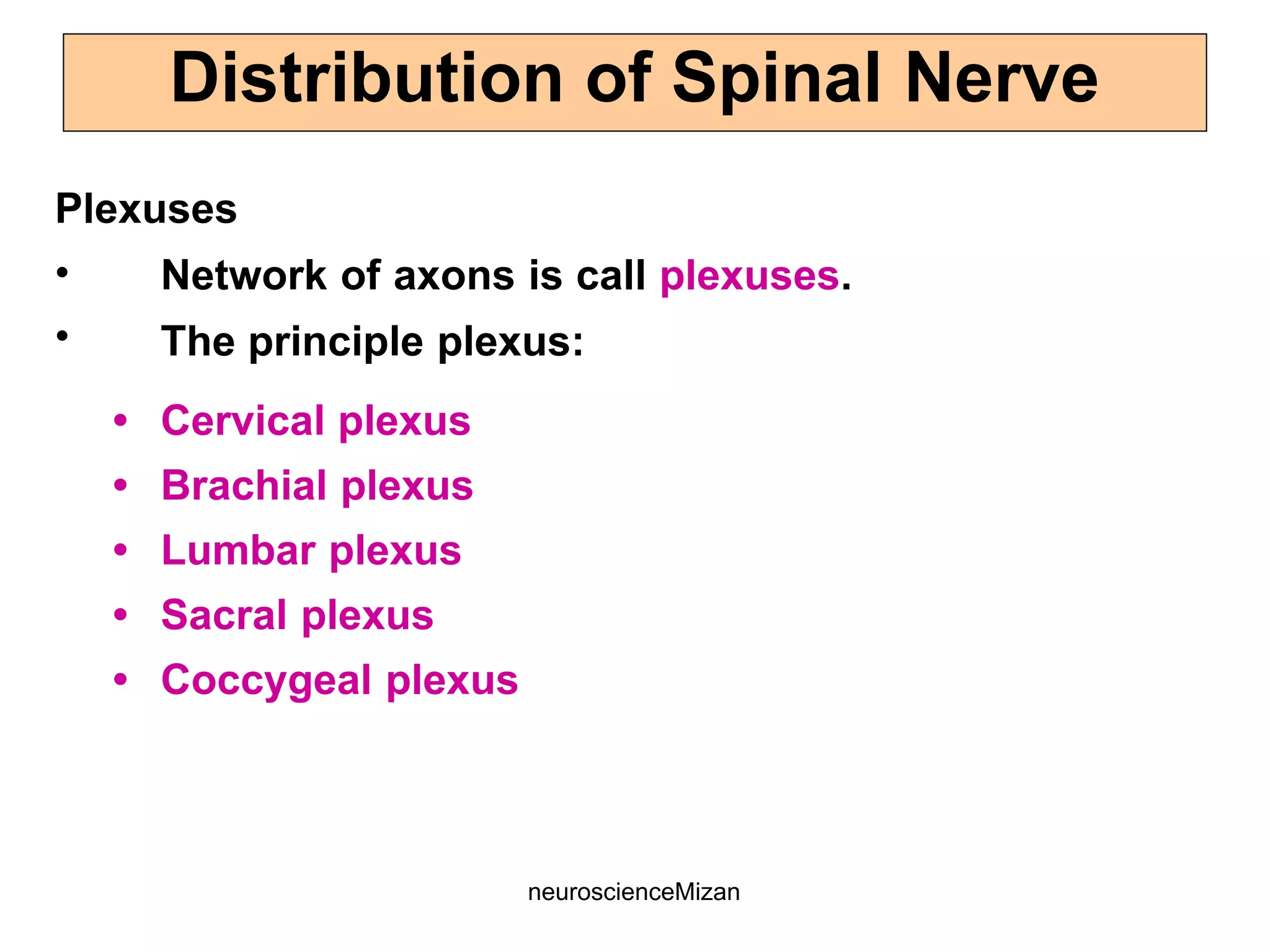 spinal nerve.pdf