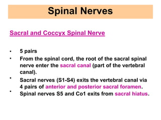spinal nerve.pdf