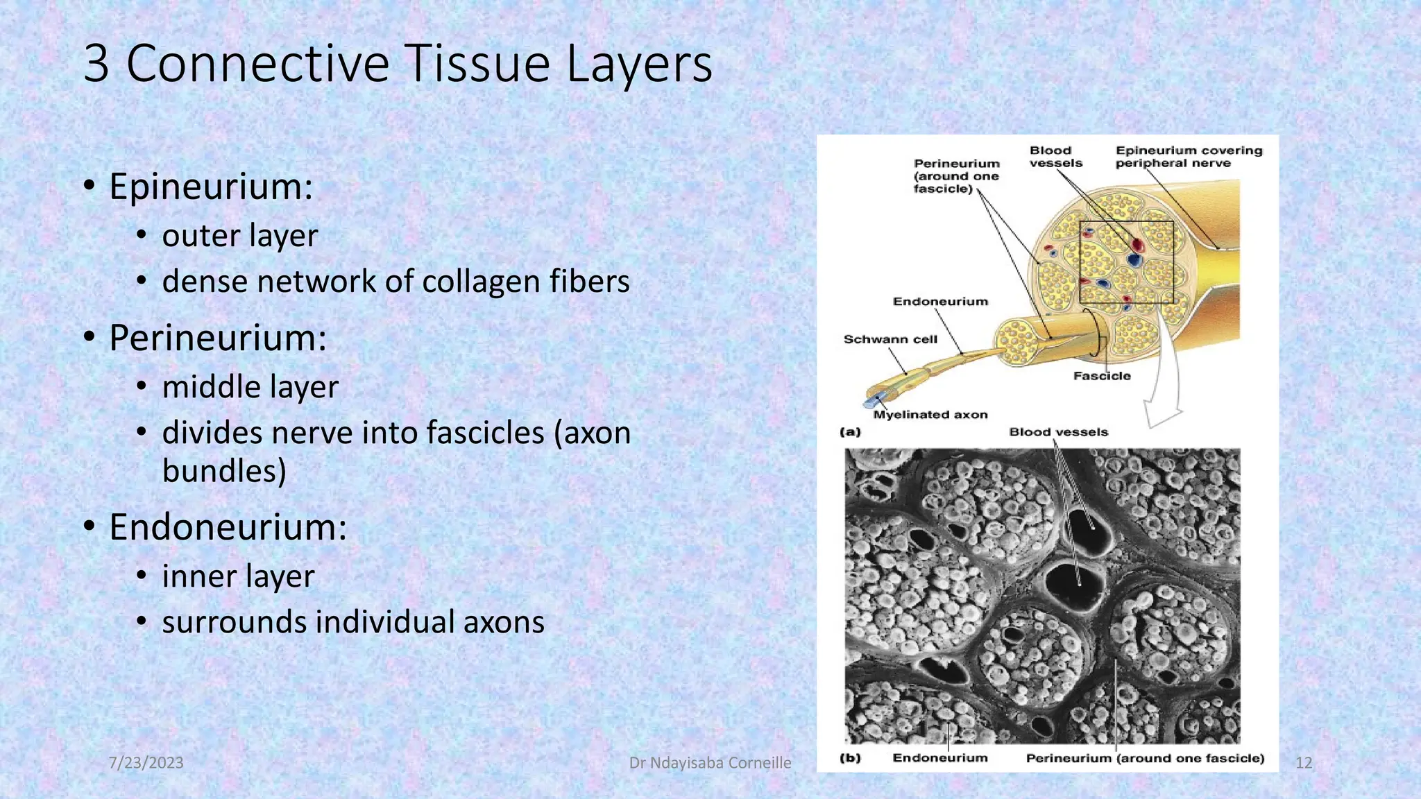 Gross anatomy and physiology Spinal nerve | PDF