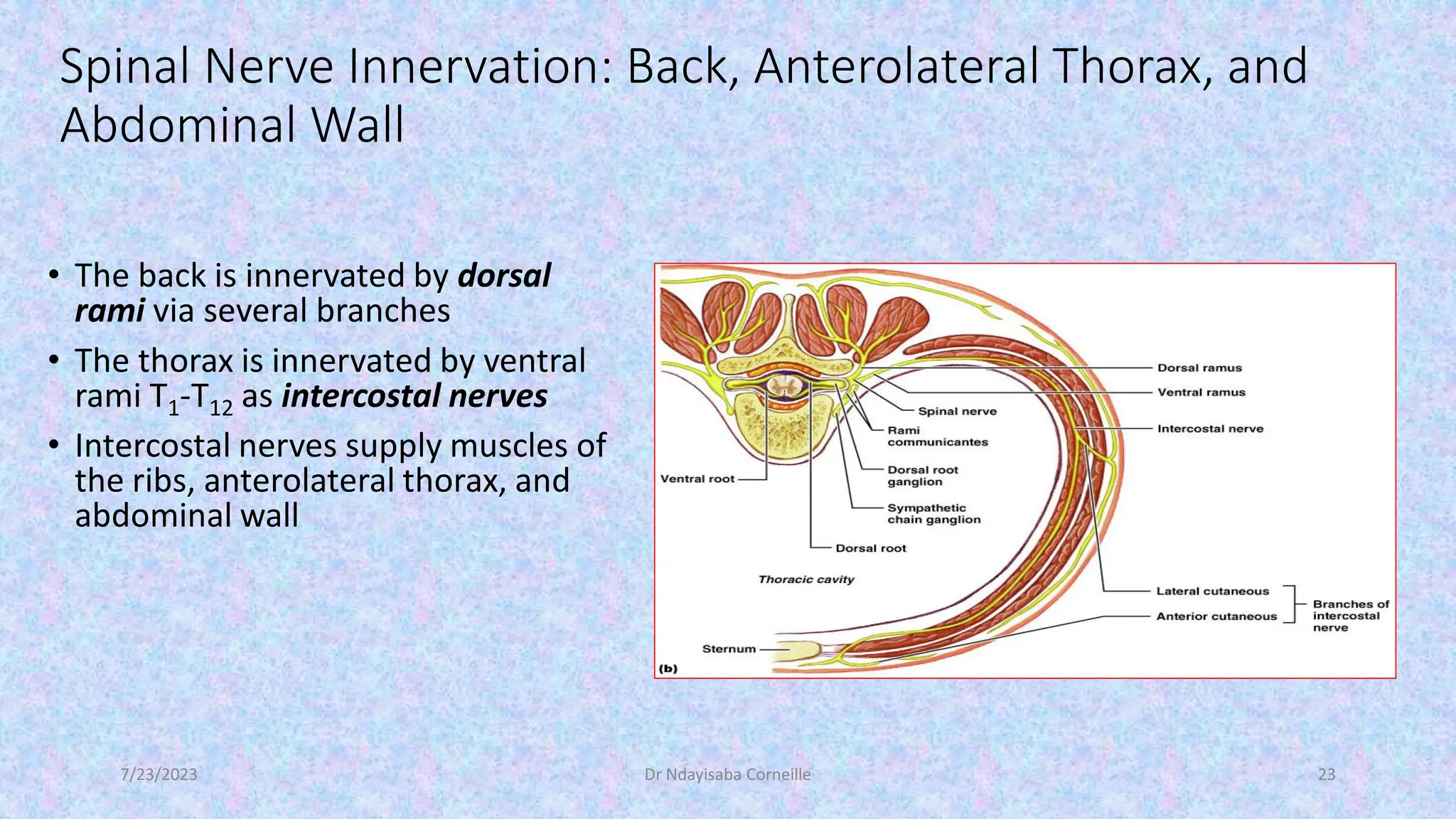 Gross anatomy and physiology Spinal nerve | PDF