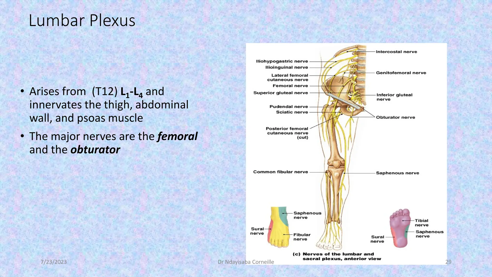 Gross anatomy and physiology Spinal nerve | PDF