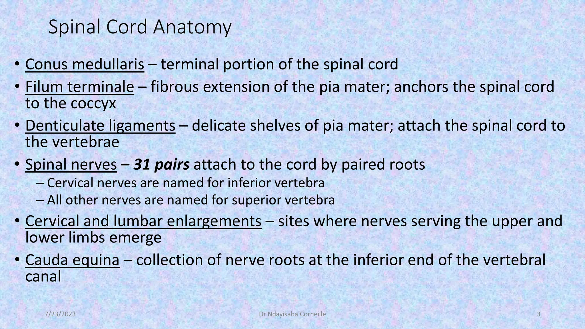 Gross anatomy and physiology Spinal nerve | PDF