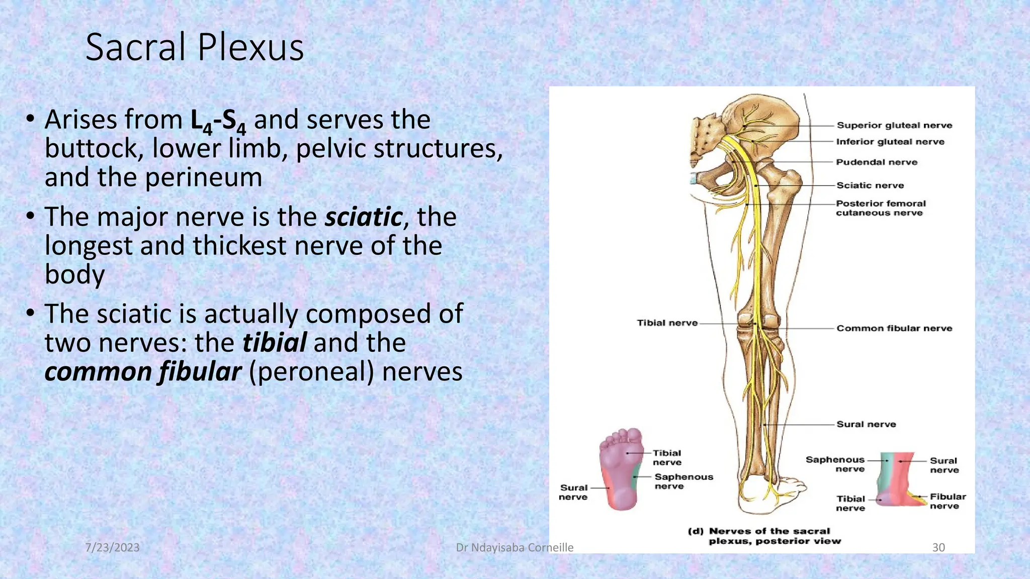 Gross anatomy and physiology Spinal nerve | PDF