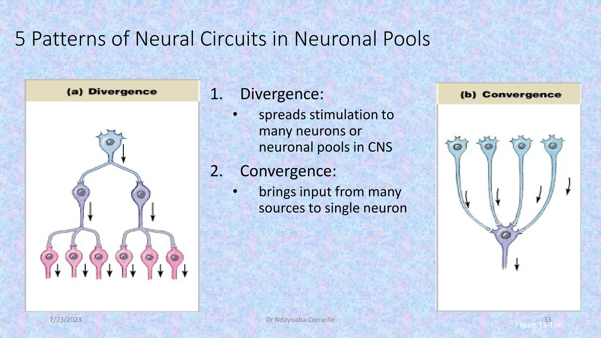 Gross anatomy and physiology Spinal nerve | PDF