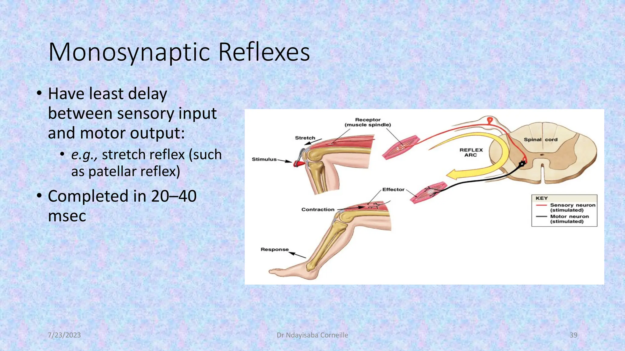 Gross anatomy and physiology Spinal nerve | PDF