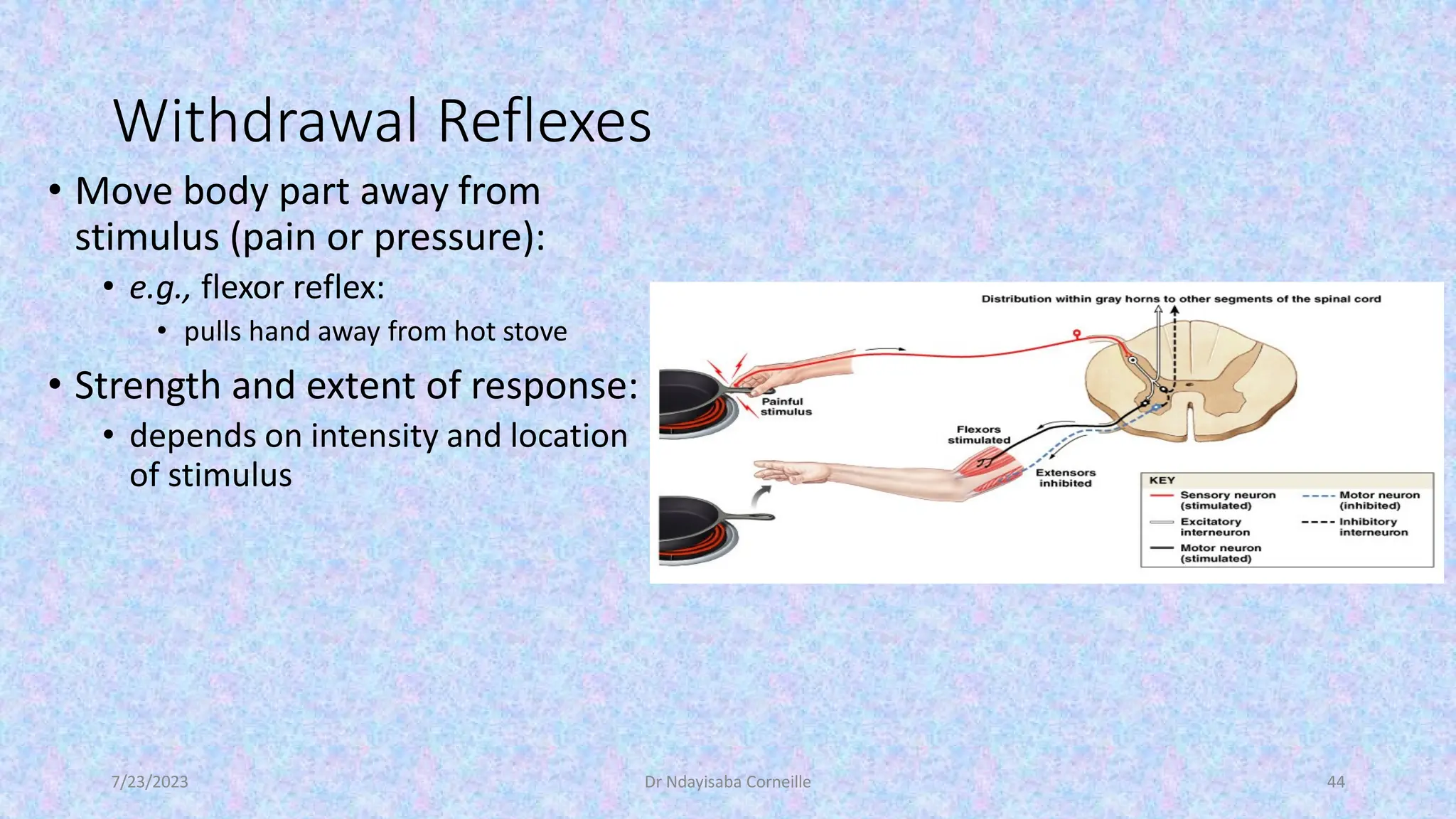 Gross anatomy and physiology Spinal nerve | PDF