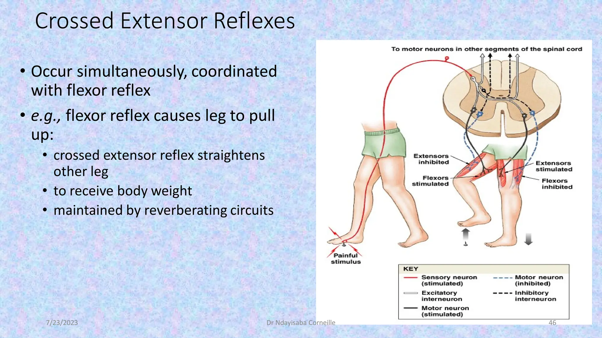 Gross anatomy and physiology Spinal nerve | PDF
