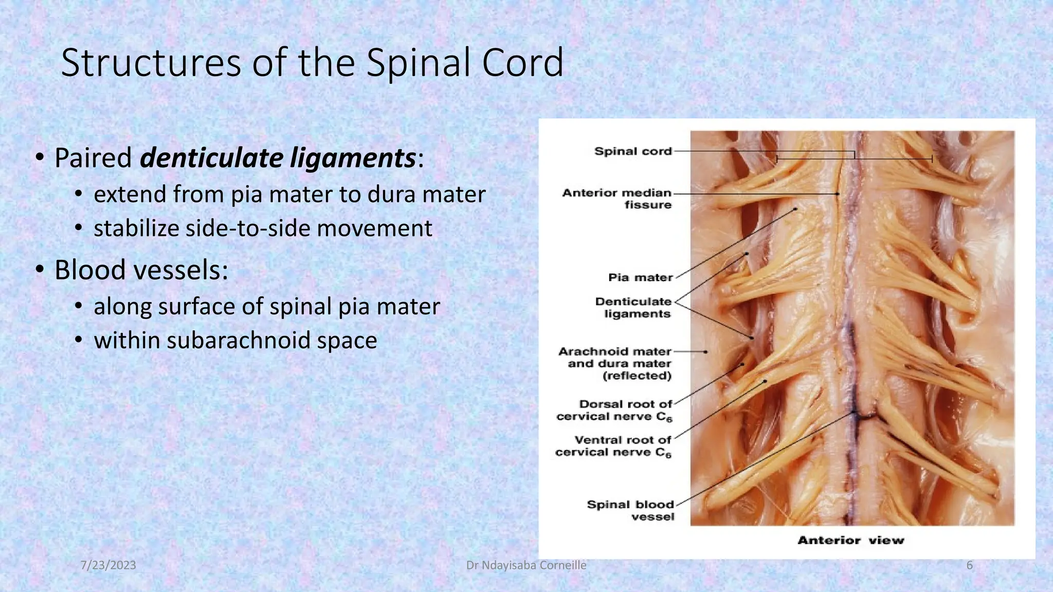 Gross anatomy and physiology Spinal nerve | PDF