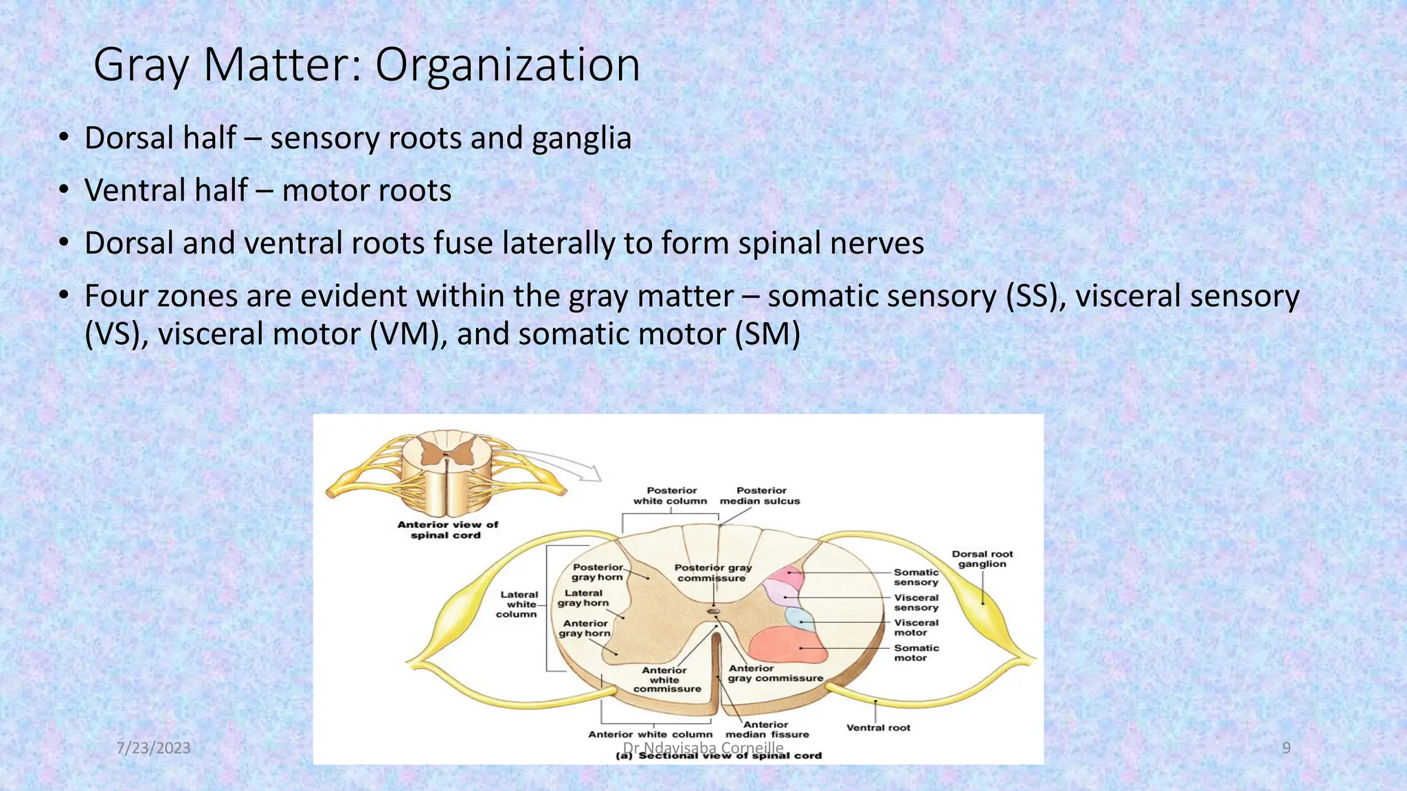 Gross anatomy and physiology Spinal nerve | PDF