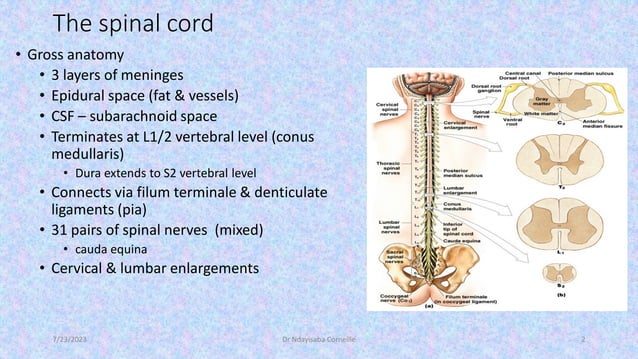 Gross anatomy and physiology Spinal nerve | PPT