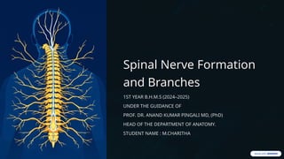 Spinal Nerve Formation and Branches by MOKA.CHARITHA | PPTX