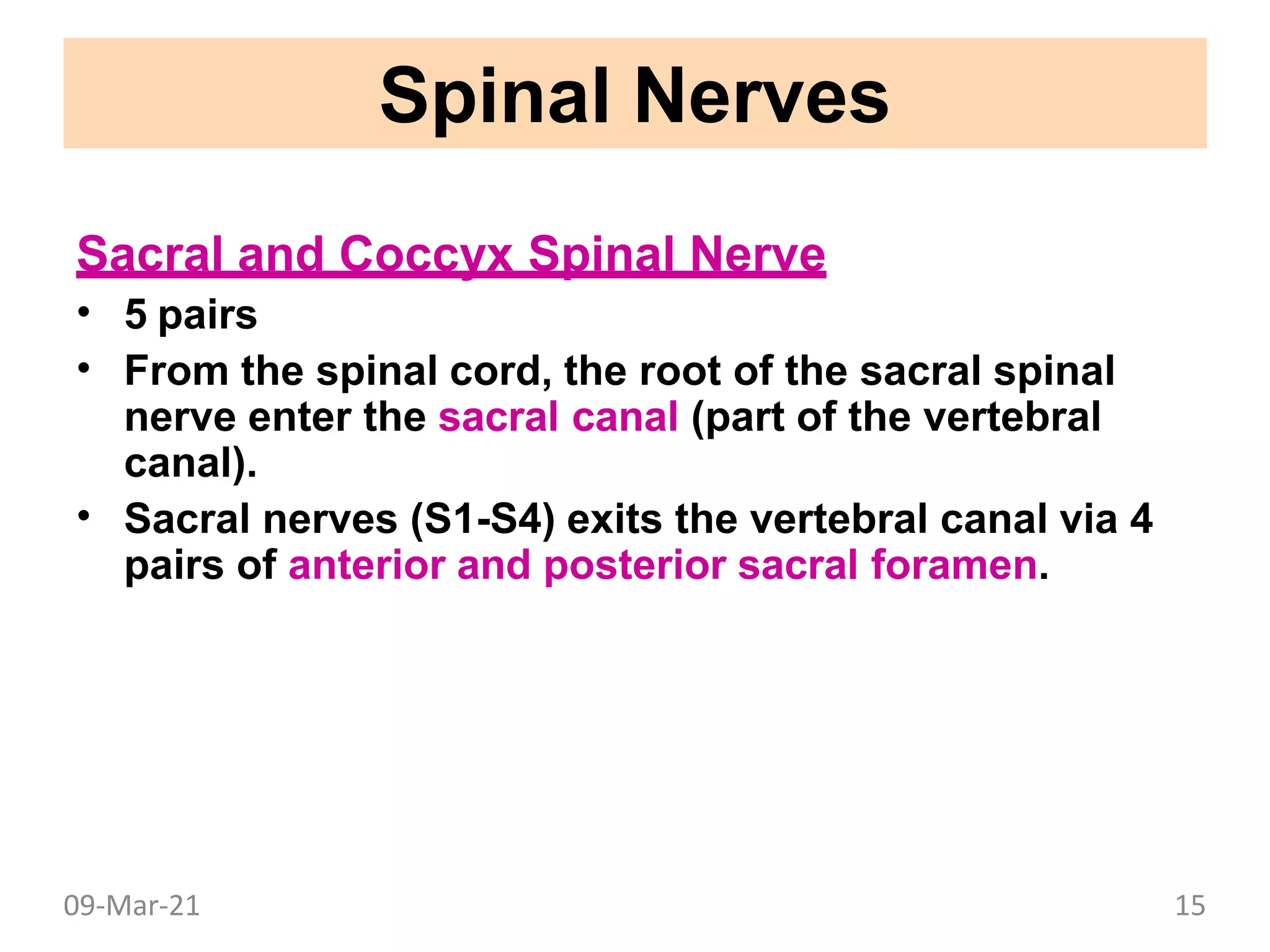 Spinal nerves, Nervous system, Anatomy and Physiology | PPTX