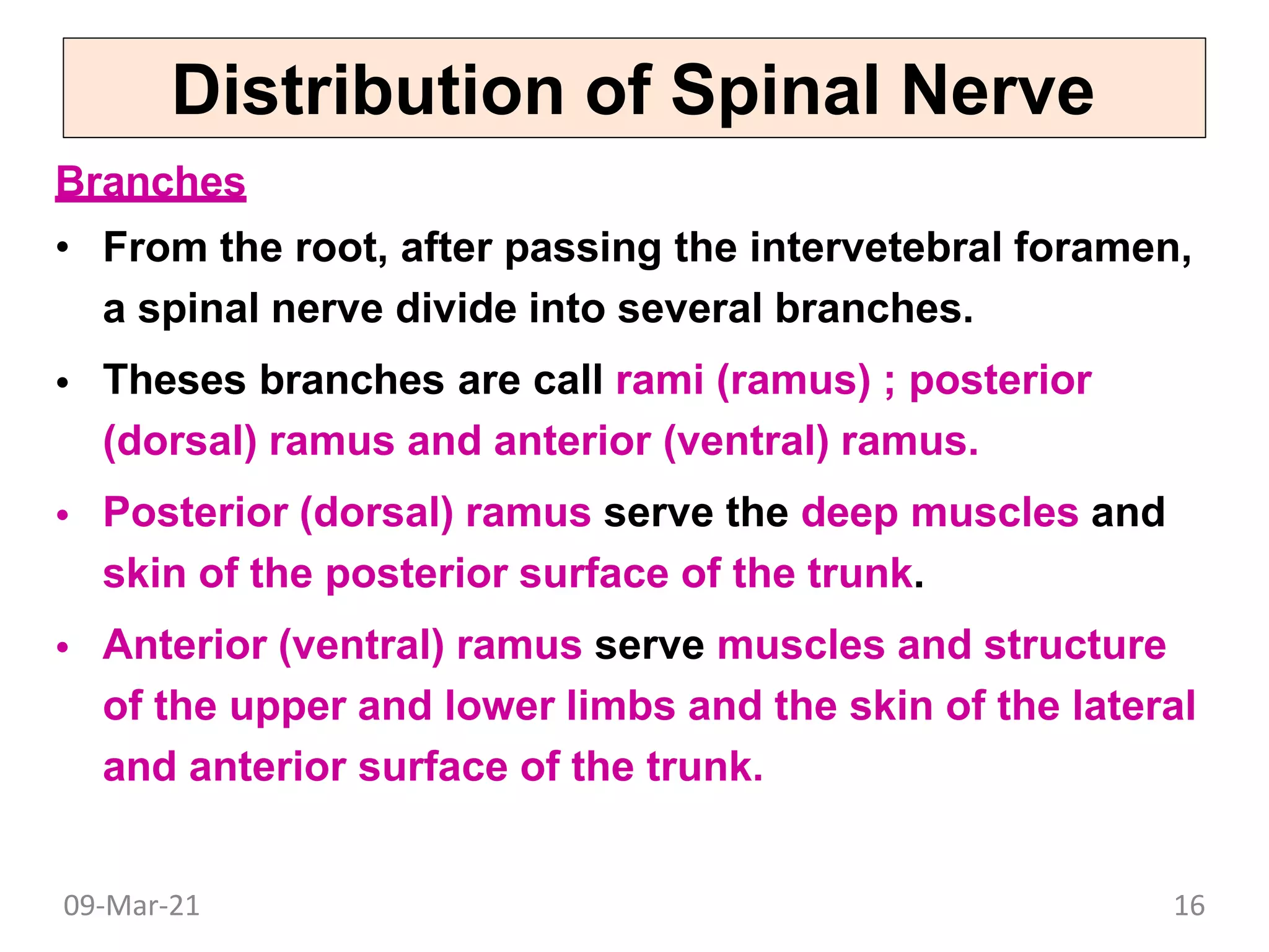 Spinal nerves, Nervous system, Anatomy and Physiology | PPTX