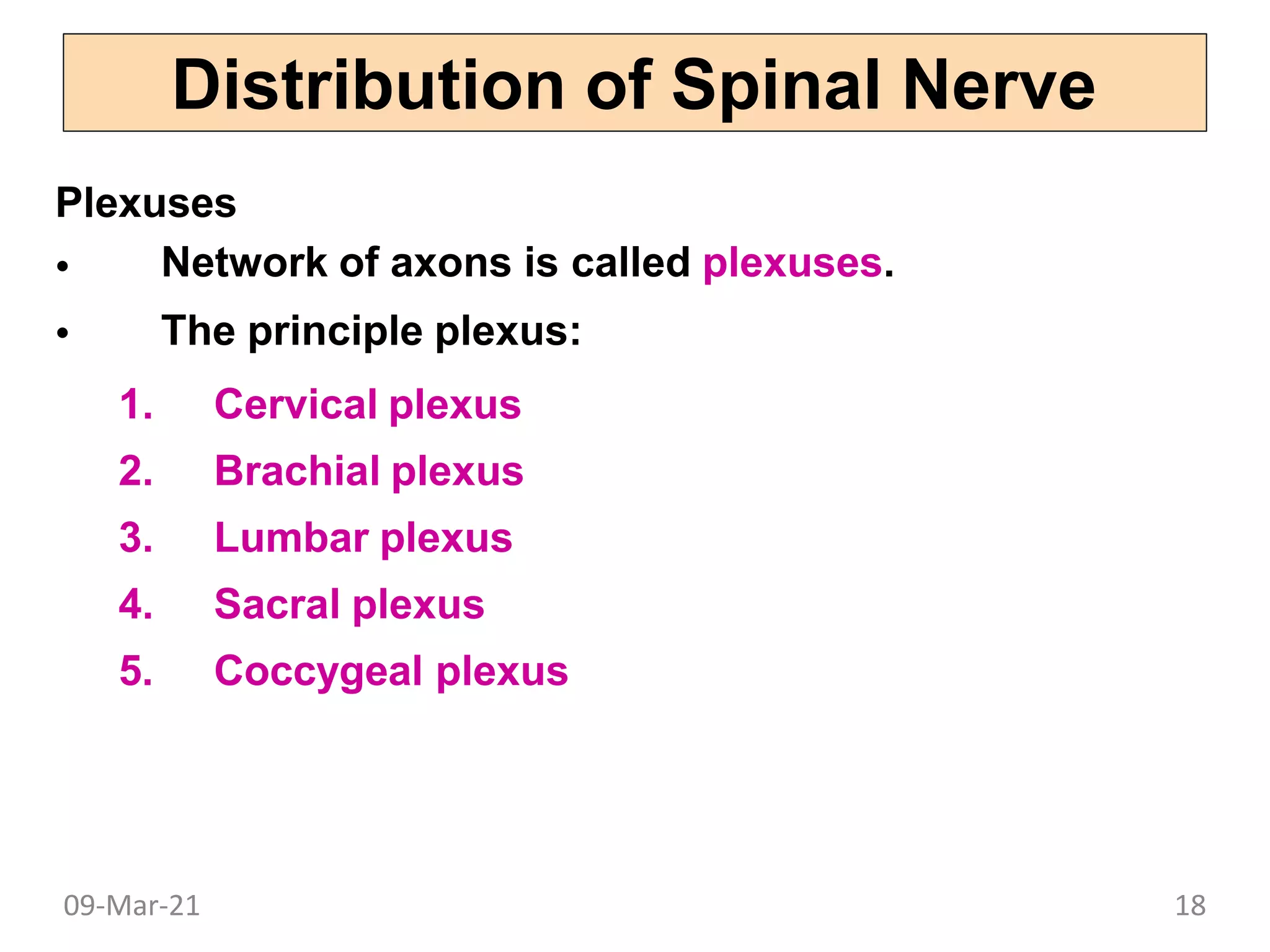 Spinal nerves, Nervous system, Anatomy and Physiology | PPTX