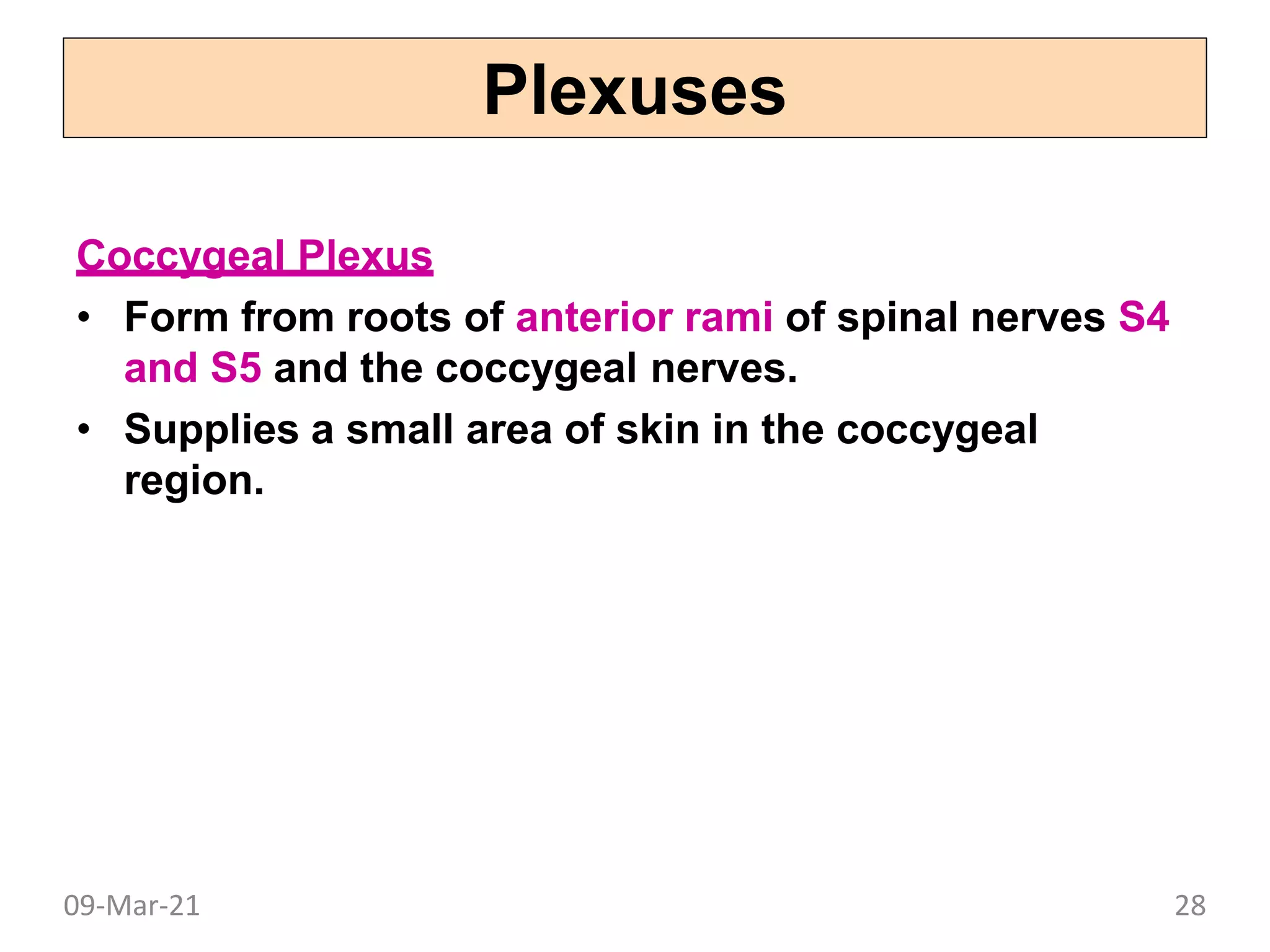 Spinal nerves, Nervous system, Anatomy and Physiology | PPTX