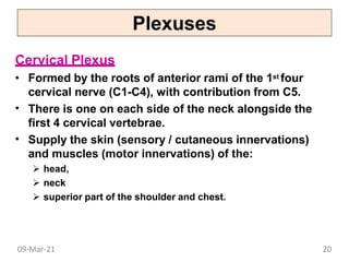 Spinal nerves, Nervous system, Anatomy and Physiology | PPTX | Death ...