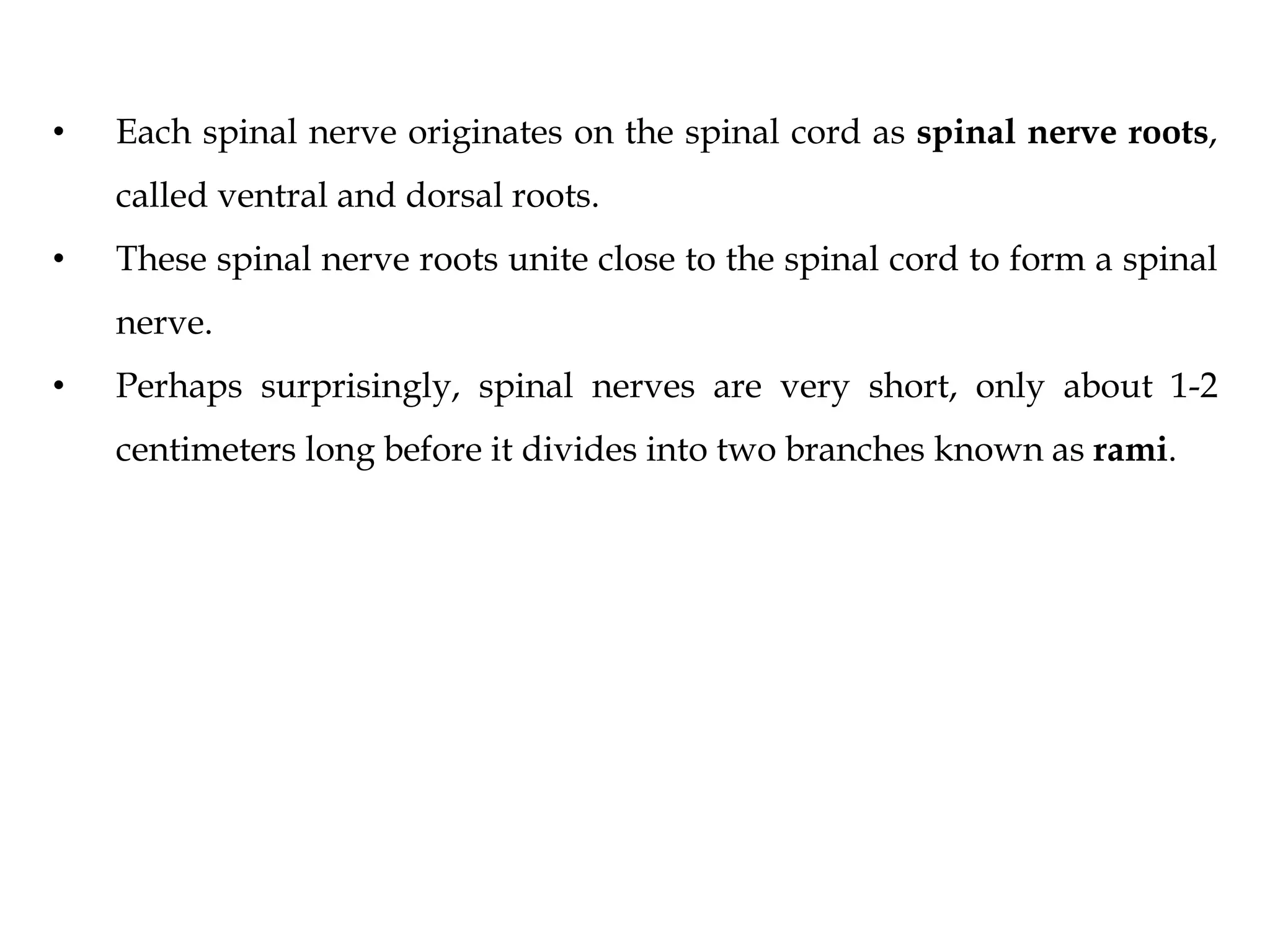 Spinal Nerves in nervous system in physiology | PPTX