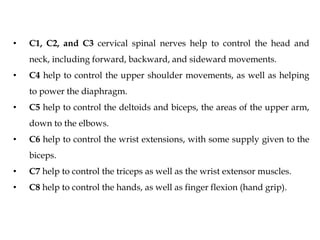 Spinal Nerves in nervous system in physiology | PPTX
