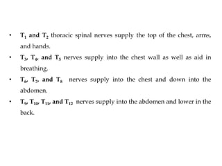 Spinal Nerves in nervous system in physiology | PPTX