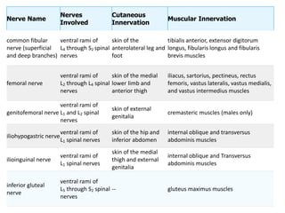 Spinal Nerves in nervous system in physiology | PPTX