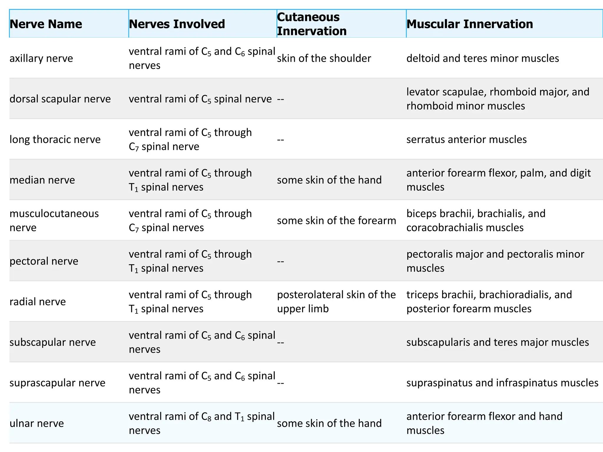 Spinal Nerves in Nervous System in Physiology | PPTX