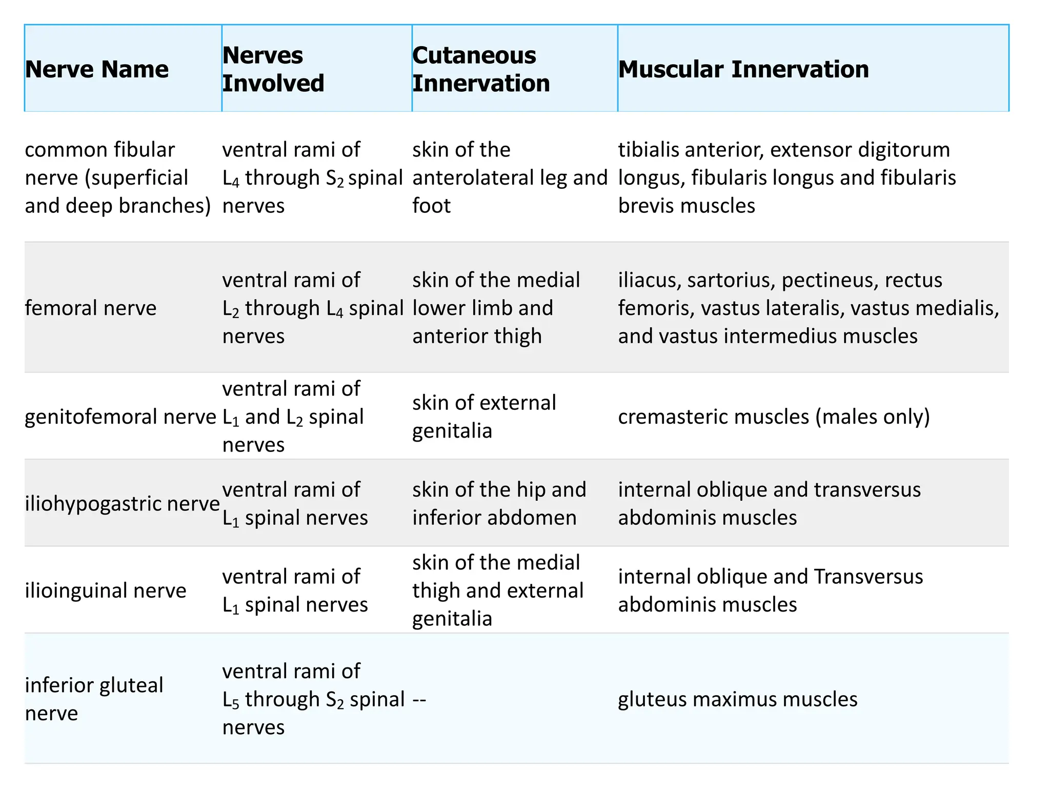 Spinal Nerves in Nervous System in Physiology | PPTX