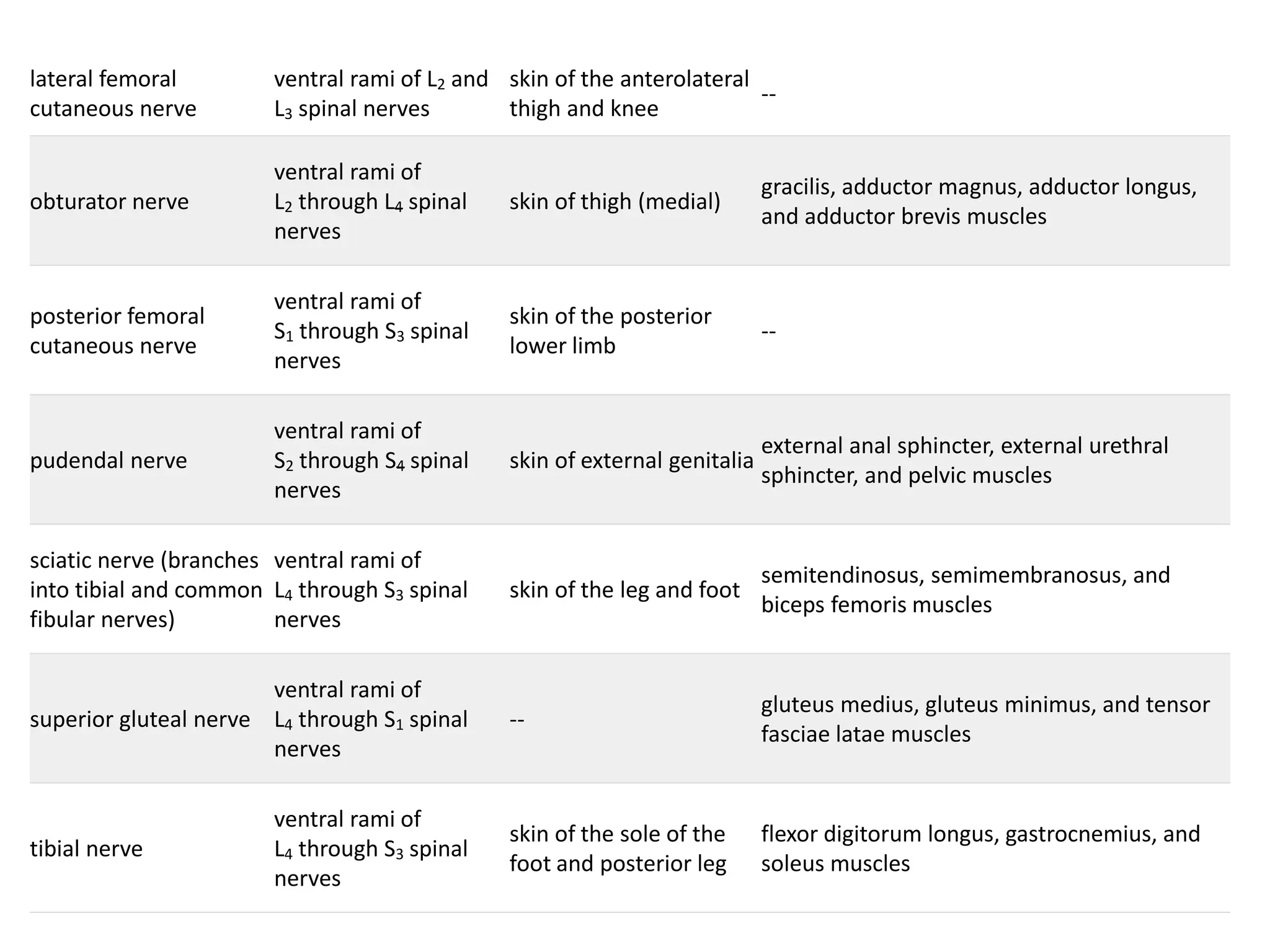 Spinal Nerves in Nervous System in Physiology | PPTX