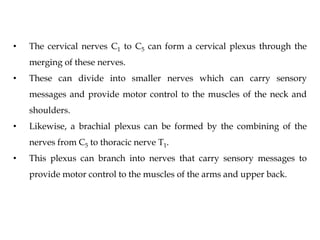 Spinal Nerves in Nervous System in Physiology | PPTX