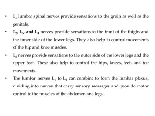 Spinal Nerves in Nervous System in Physiology | PPTX