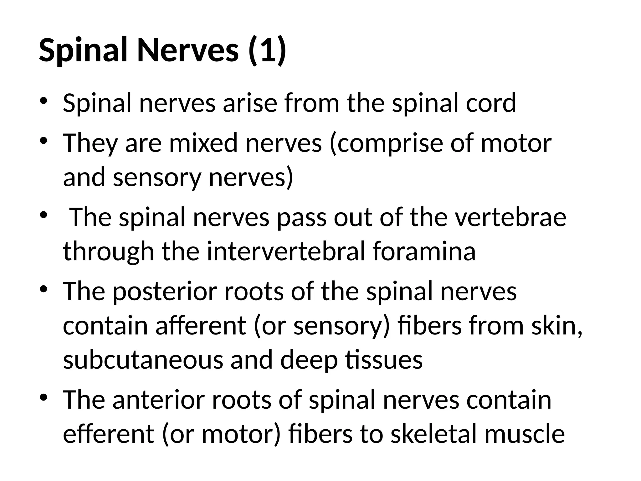 Spinal Nerves.pptxpresentation anatomy level 4 | PPTX