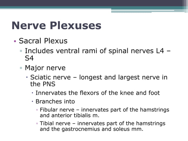 Spinal nerves and spinal plexuses cdp final | PPTX