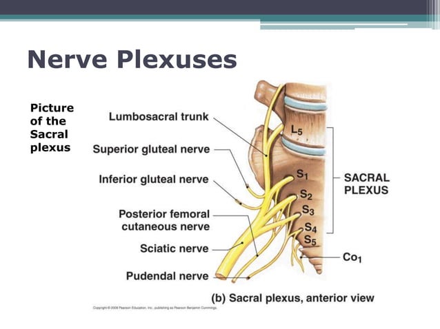 Spinal nerves and spinal plexuses cdp final | PPTX