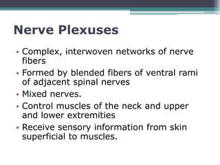 Spinal nerves and spinal plexuses cdp final | PPTX