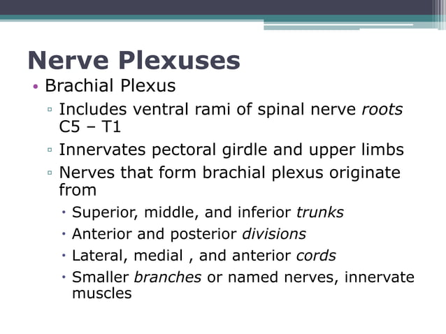 Spinal nerves and spinal plexuses cdp final | PPTX