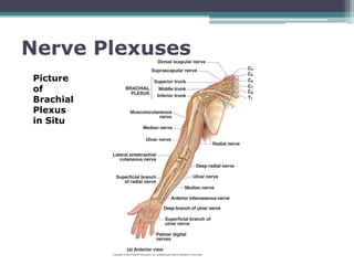 Spinal nerves and spinal plexuses cdp final | PPTX