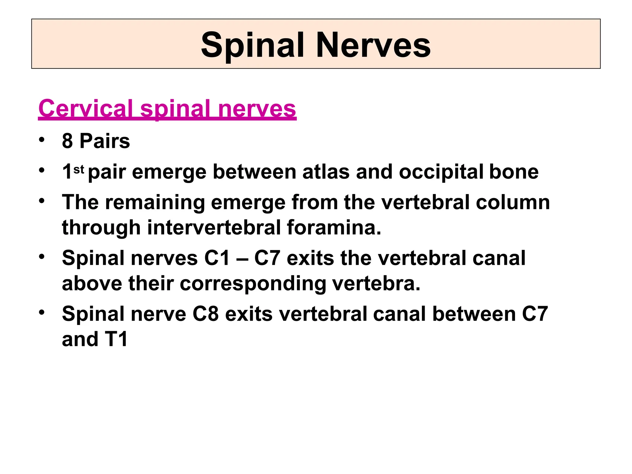 Anatomy - classification of spinal nerves .pptx