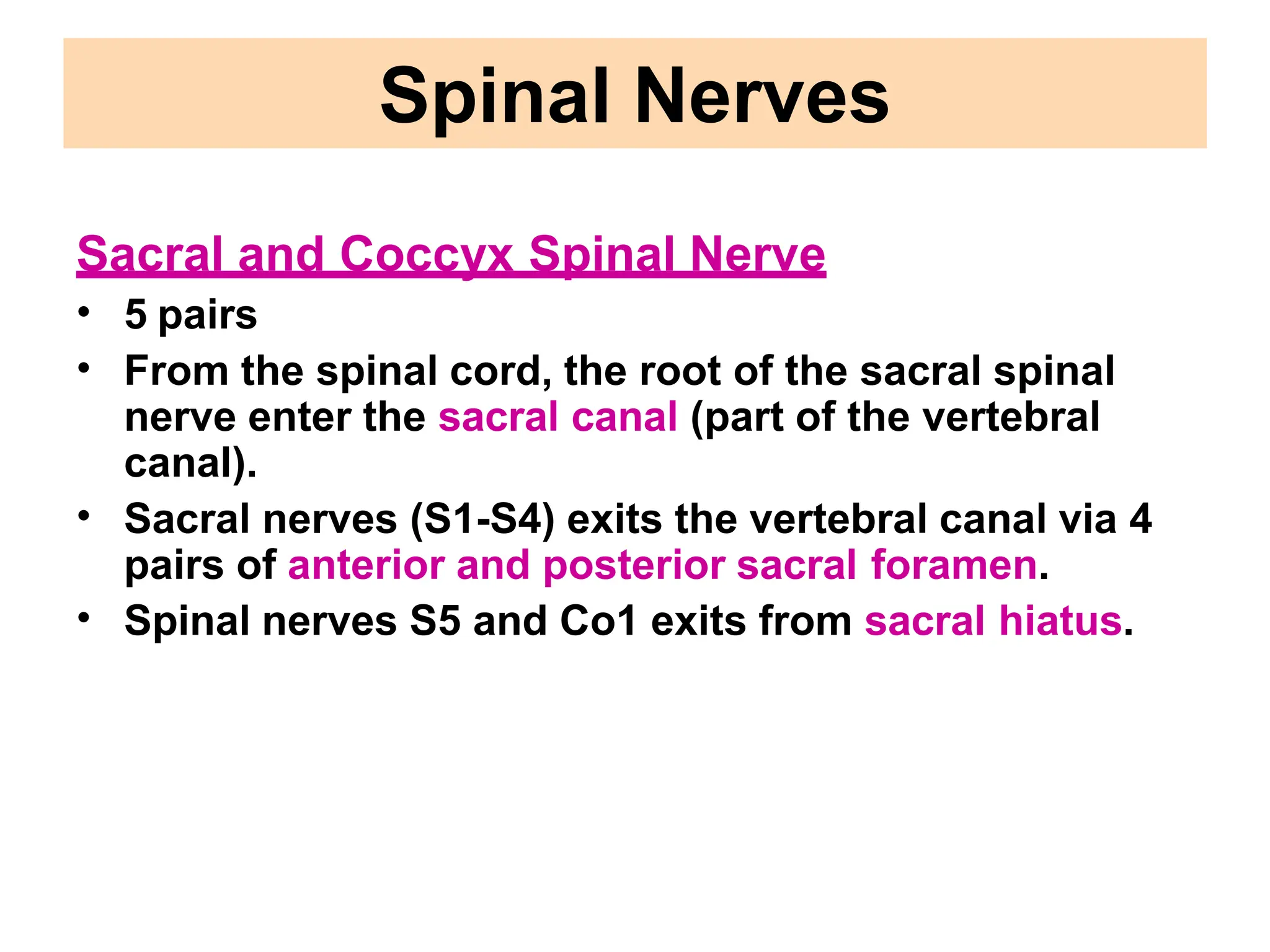 Anatomy - classification of spinal nerves .pptx