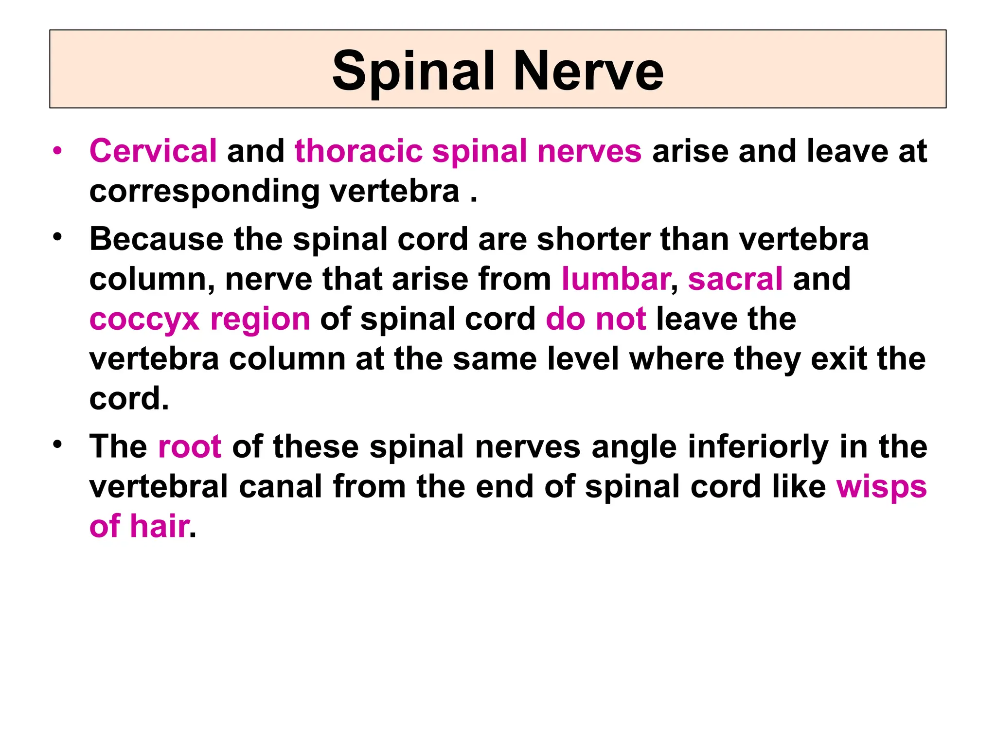 Anatomy - classification of spinal nerves .pptx