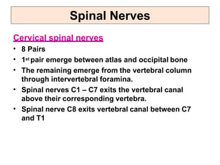 Anatomy - classification of spinal nerves .pptx